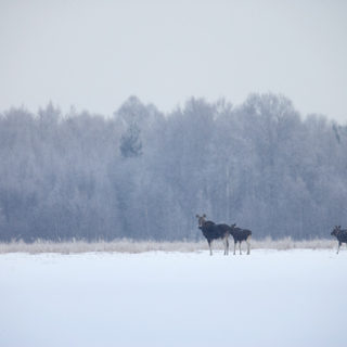 Moose family — Sven Zacek