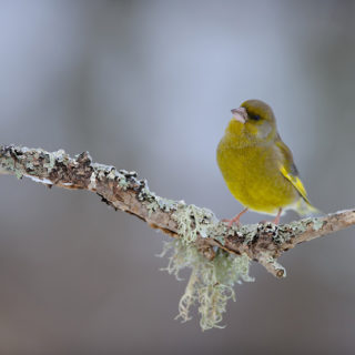 Rohevint — Sven Zacek