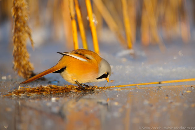 Jah, see on Eesti lind — Sven Zacek