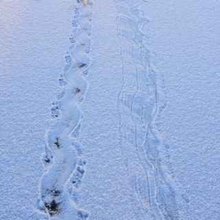 Beaver tracks in winter — Sven Zacek